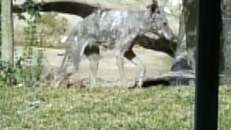 Texas Chupacabra Caught on Camera?